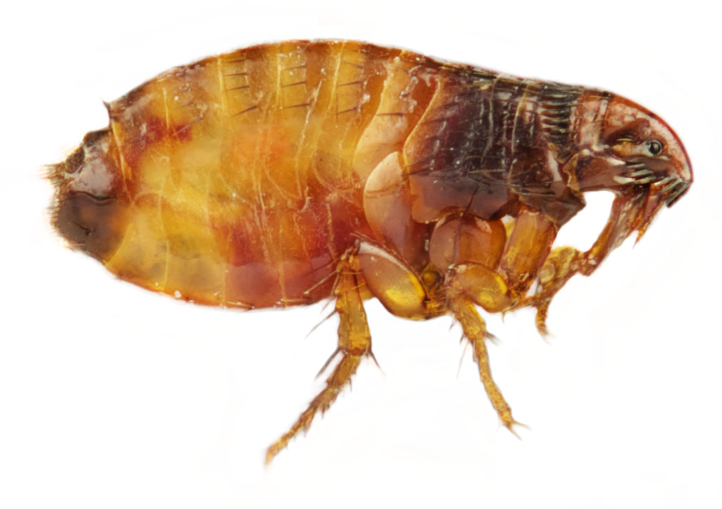 Eliminar Pulgas Valencia | Tratamientos Plagas de Pulgas | Teidesa